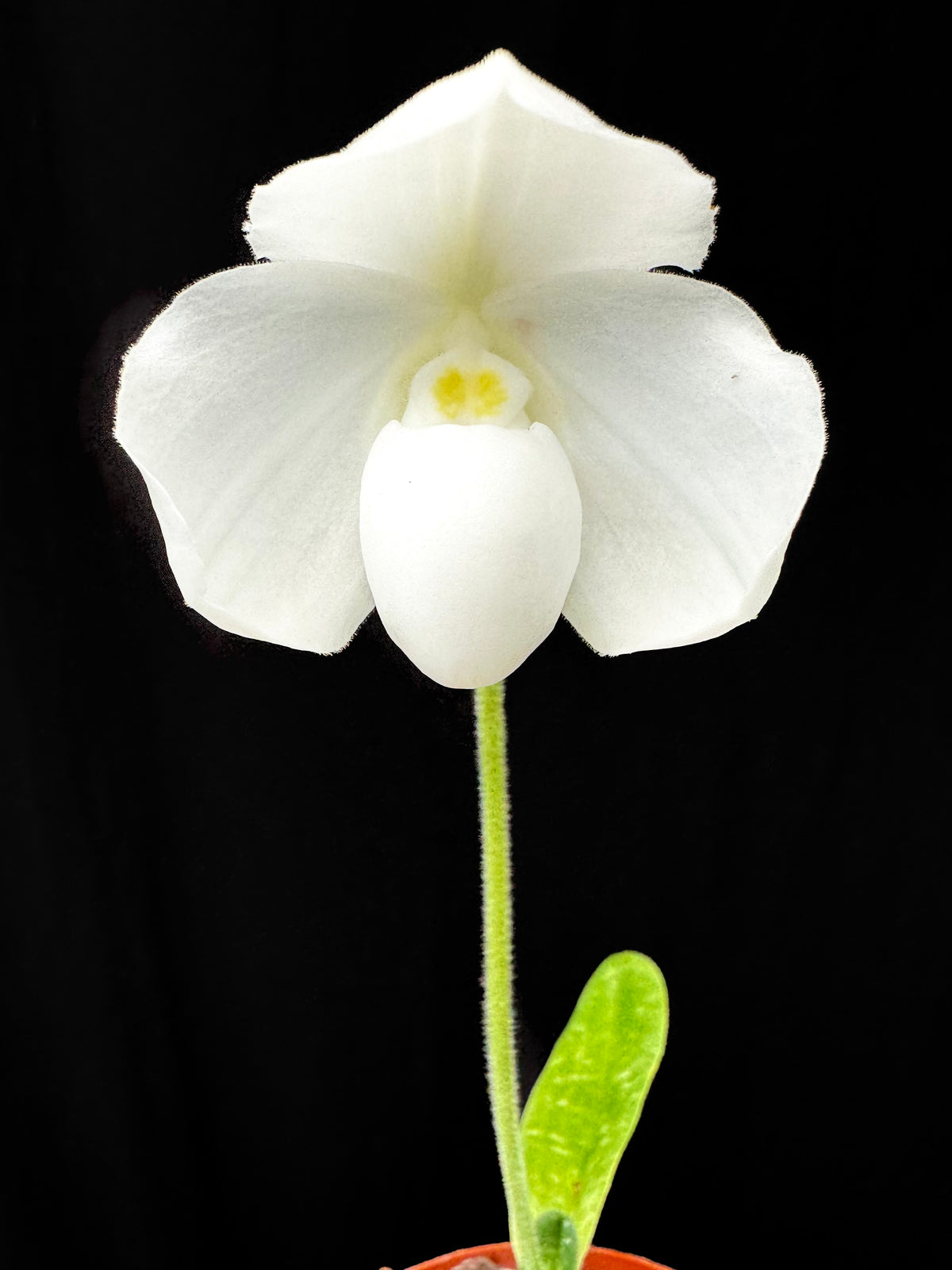 Paphiopedilum niveum album | Afri Orchids