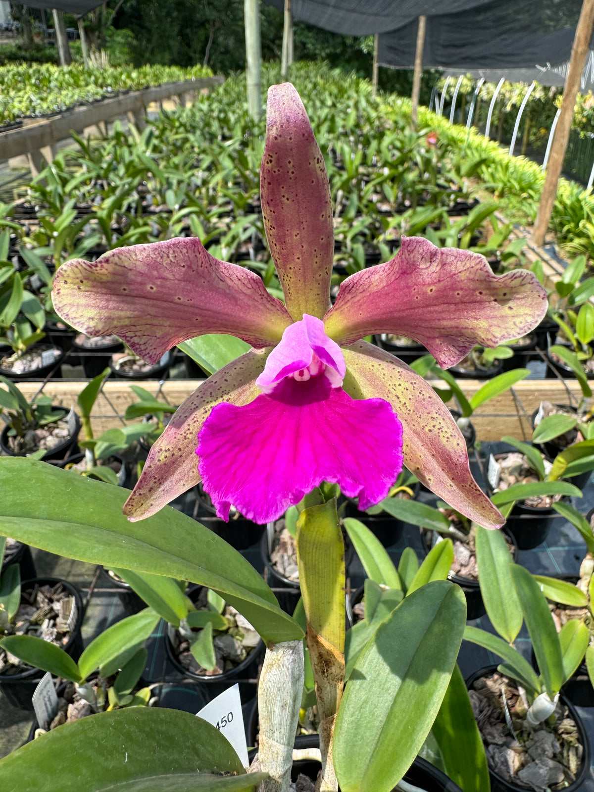 Cattleya Cruella | Afri Orchids