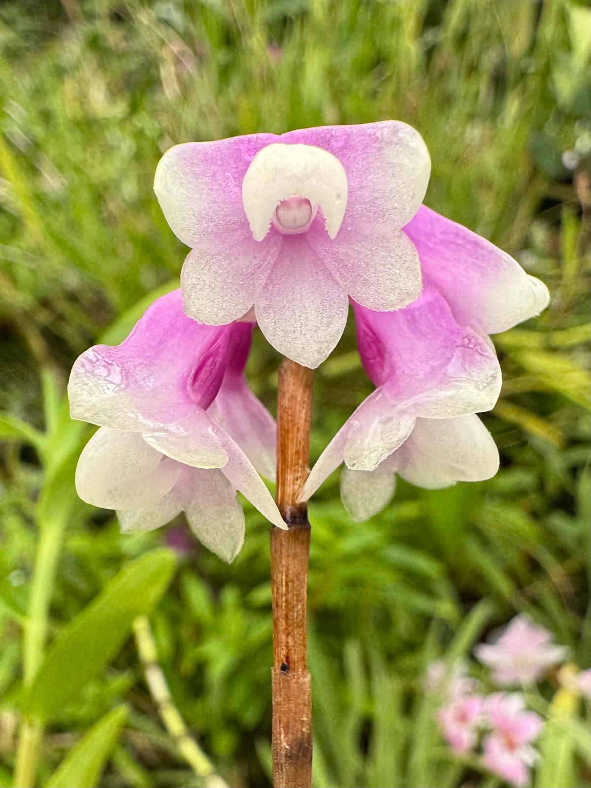 Dendrobium obtusum (concavissimum) | Afri Orchids