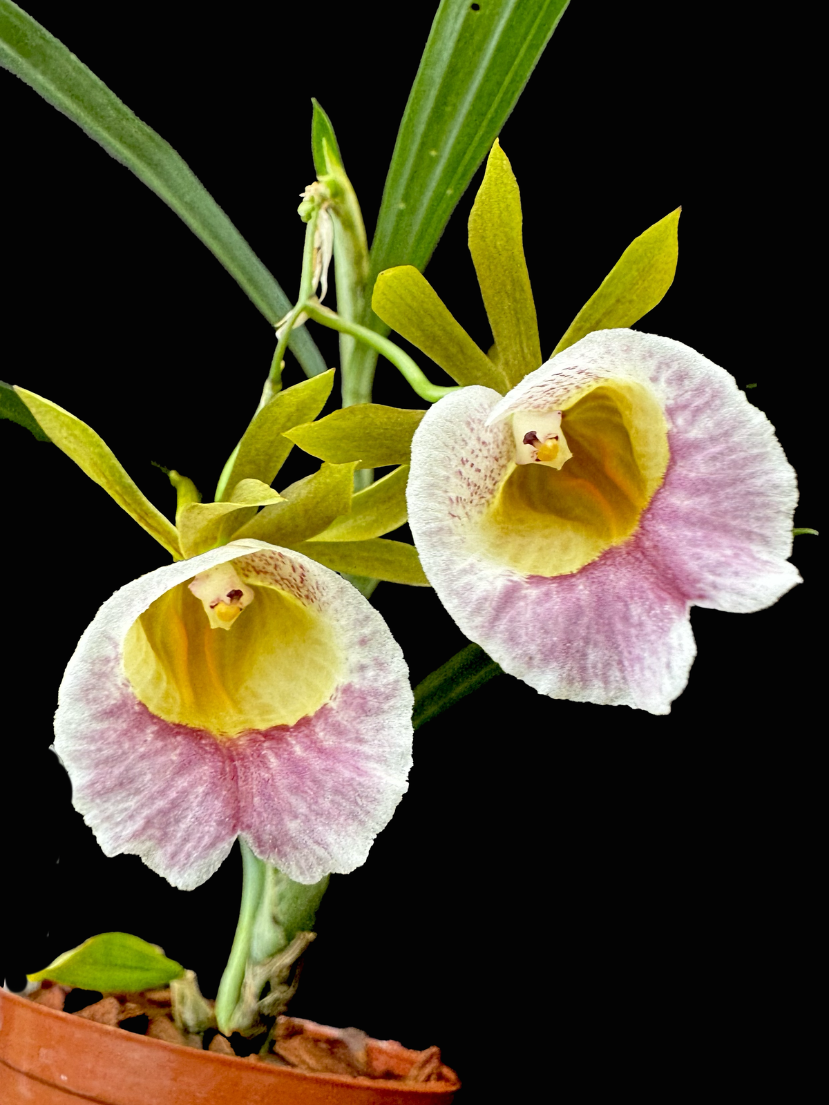 Galeandra baueri | Afri Orchids