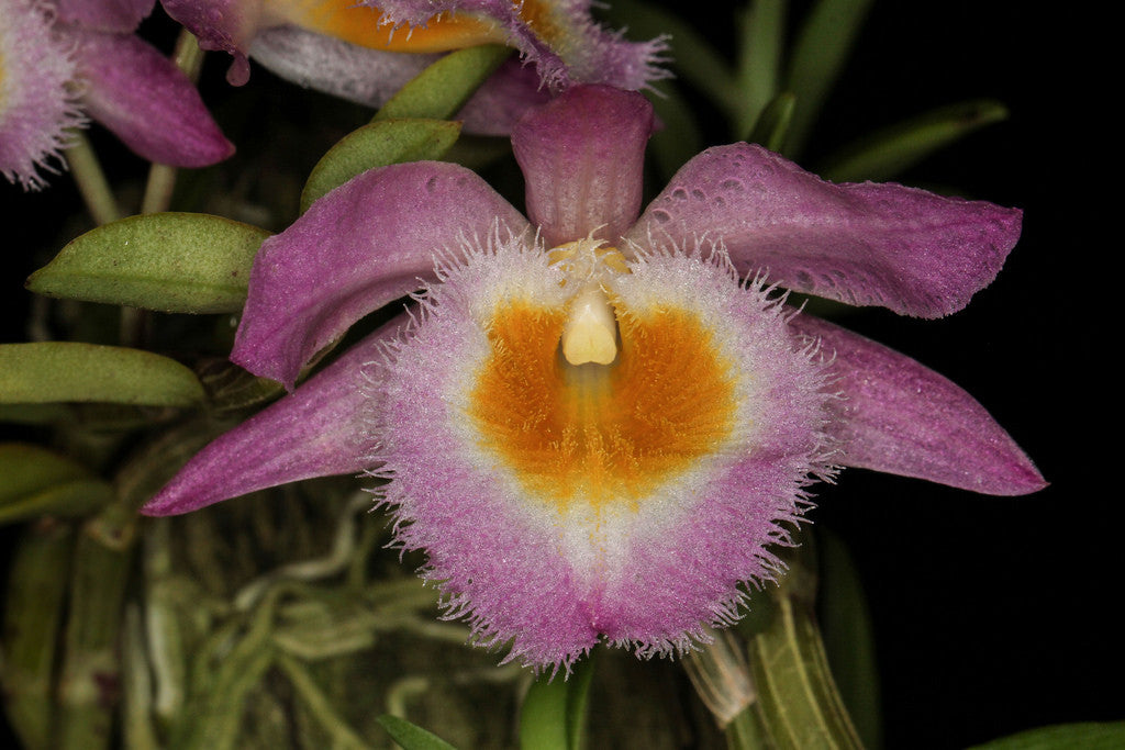 Dendrobium loddigesii | Afri Orchids