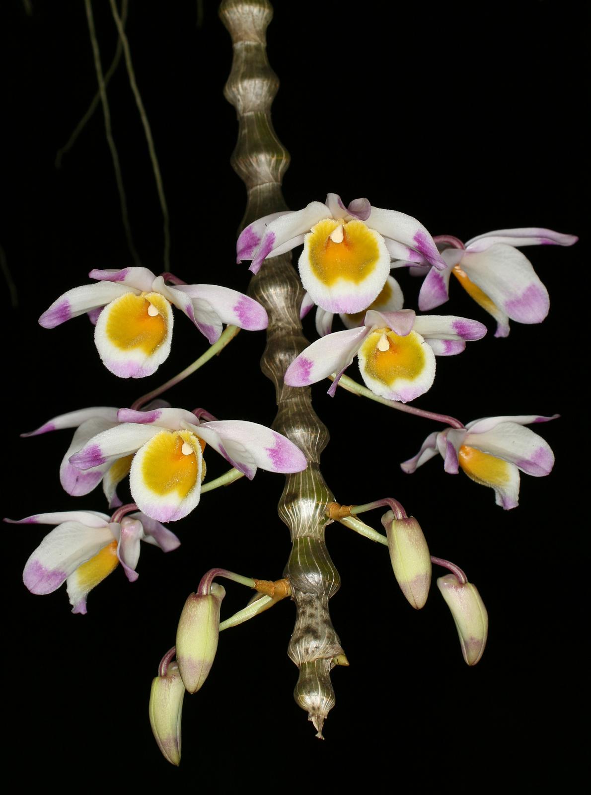 Dendrobium pendulum | Afri Orchids