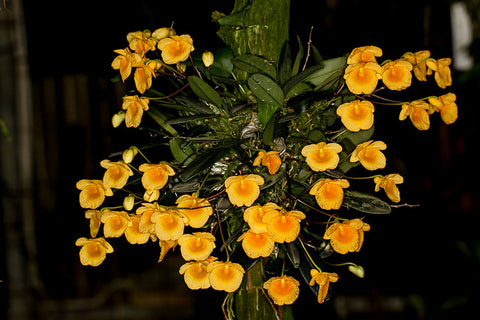 Dendrobiums | Afri Orchids