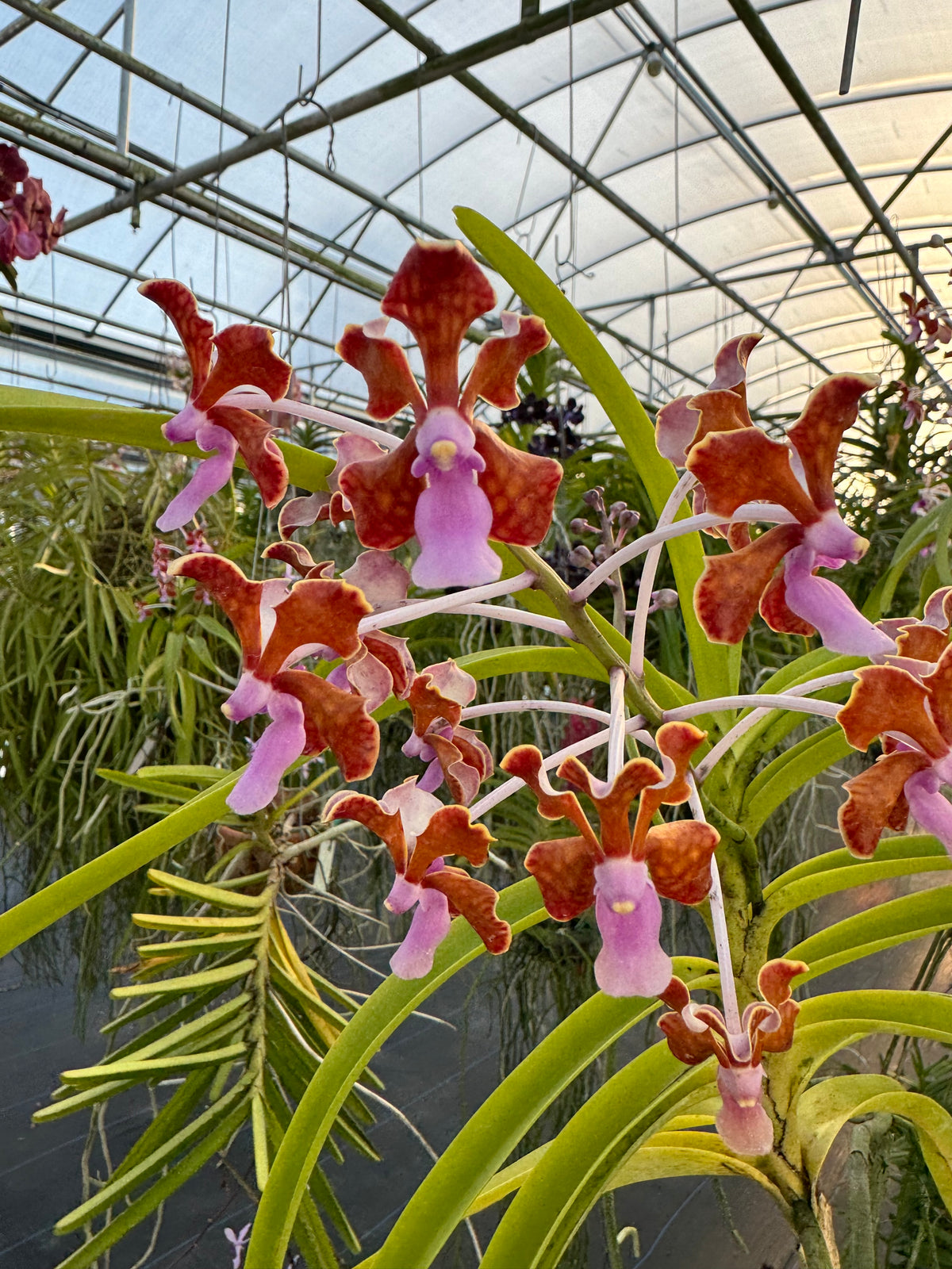 Vanda limbata | Afri Orchids