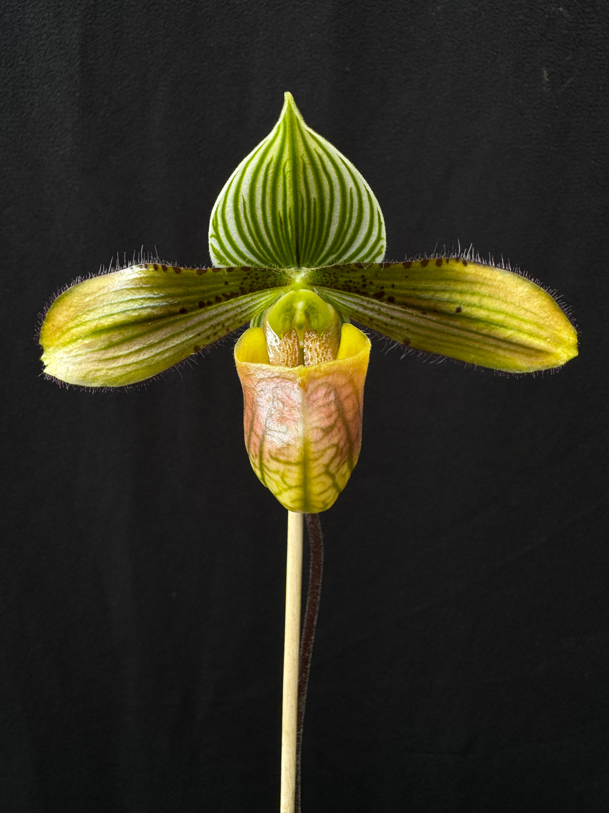 Paphiopedilum Hawaian Volcano x venustum var bhutanense | Afri Orchids