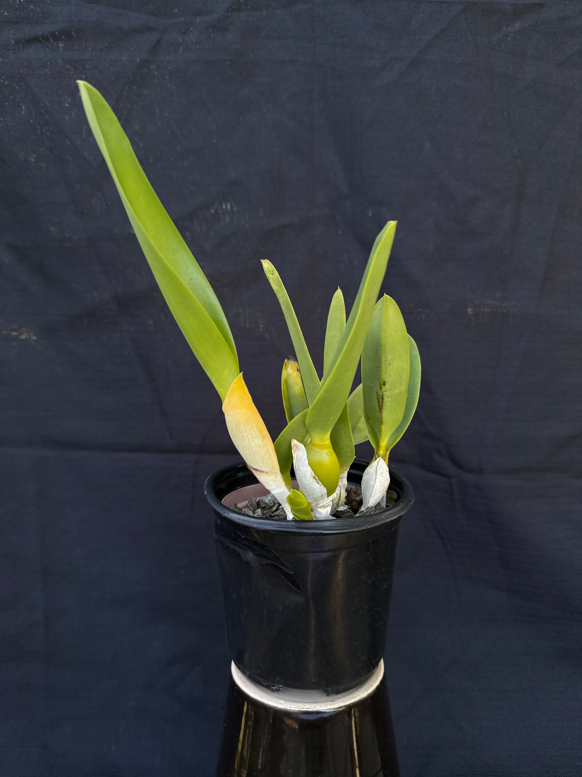 Cattleya lobata 'Jeni' x self | Afri Orchids