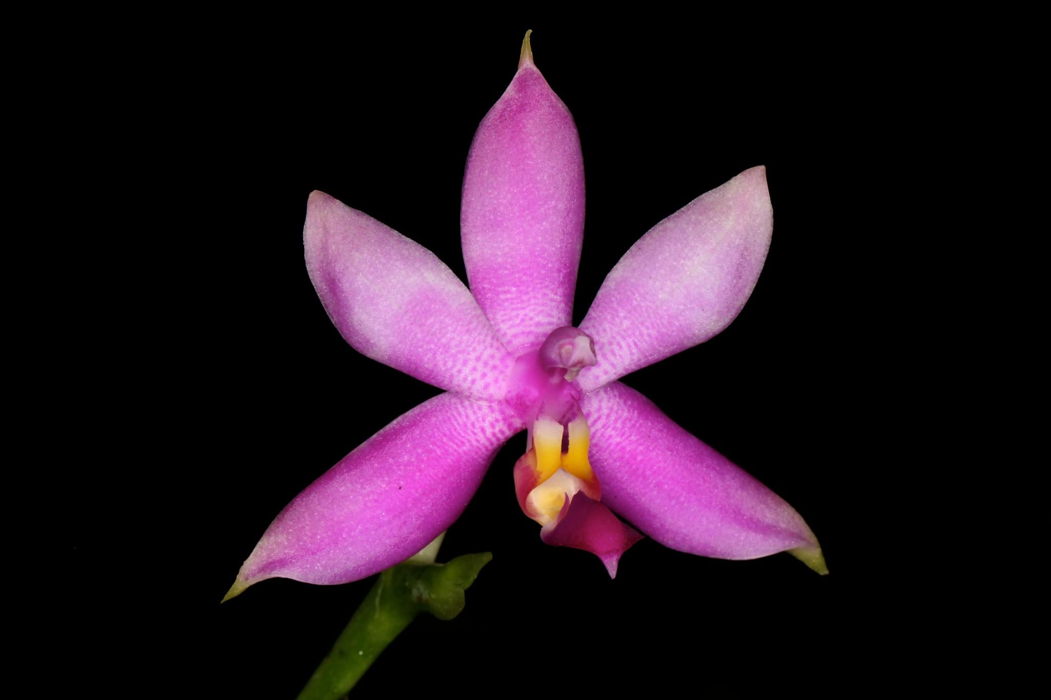 Phalaenopsis violacea | Afri Orchids