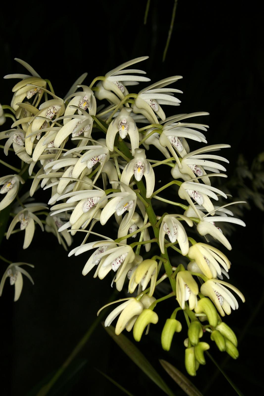 Dendrobium speciosum pedunculatum | Afri Orchids