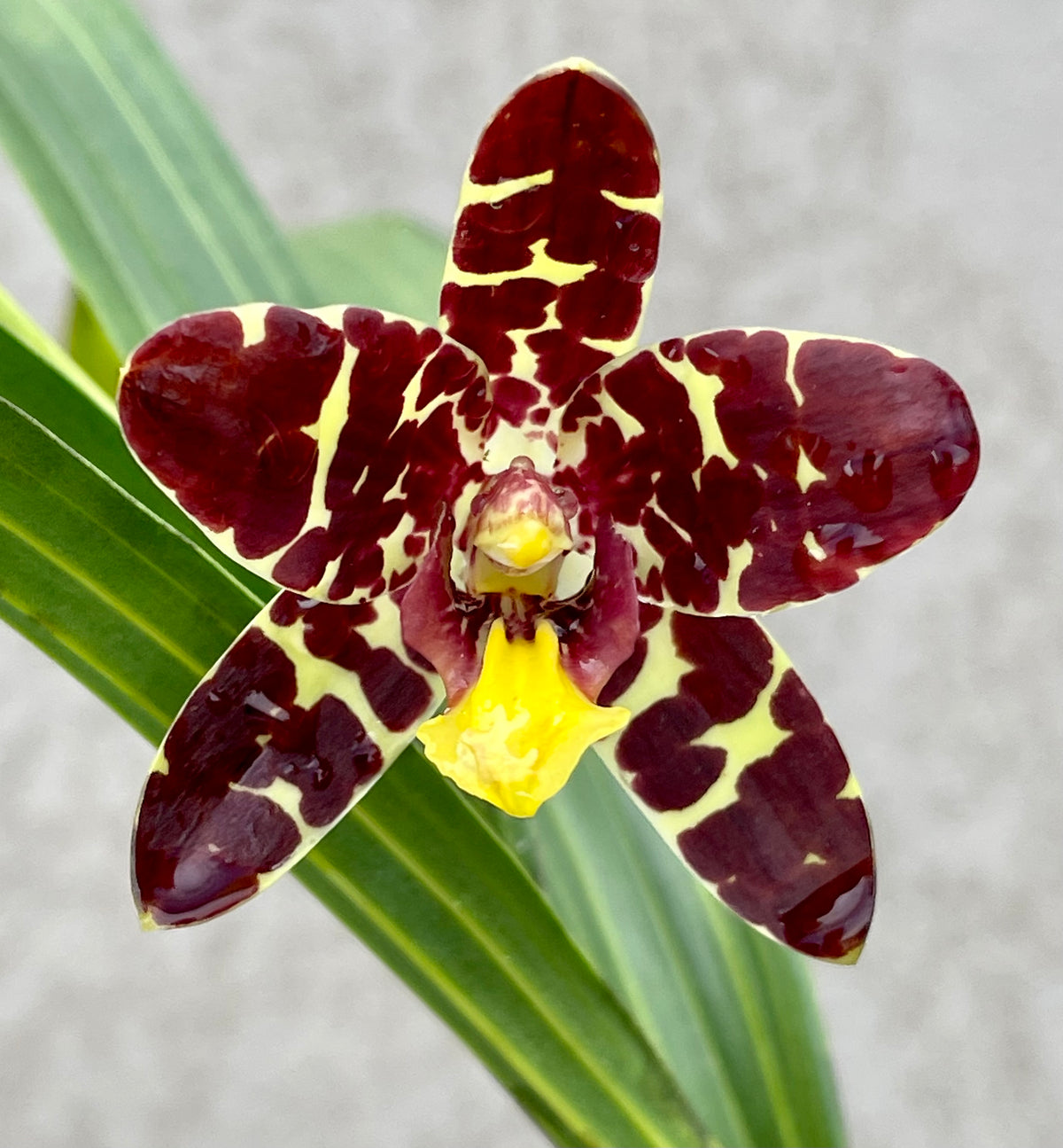 Ansellia africana (‘Elro’ x ‘Brondal’) | Afri Orchids