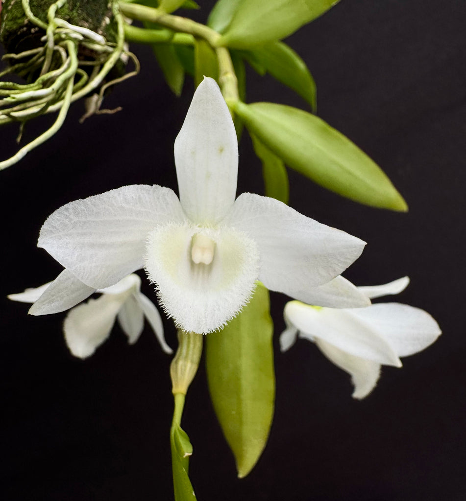 Afri Orchids