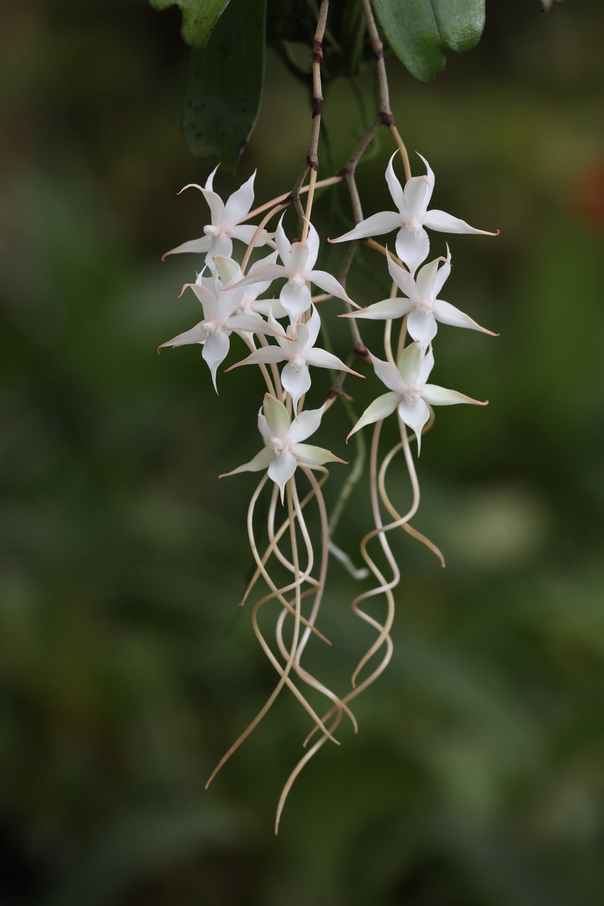 Aerangis splendida | Afri Orchids