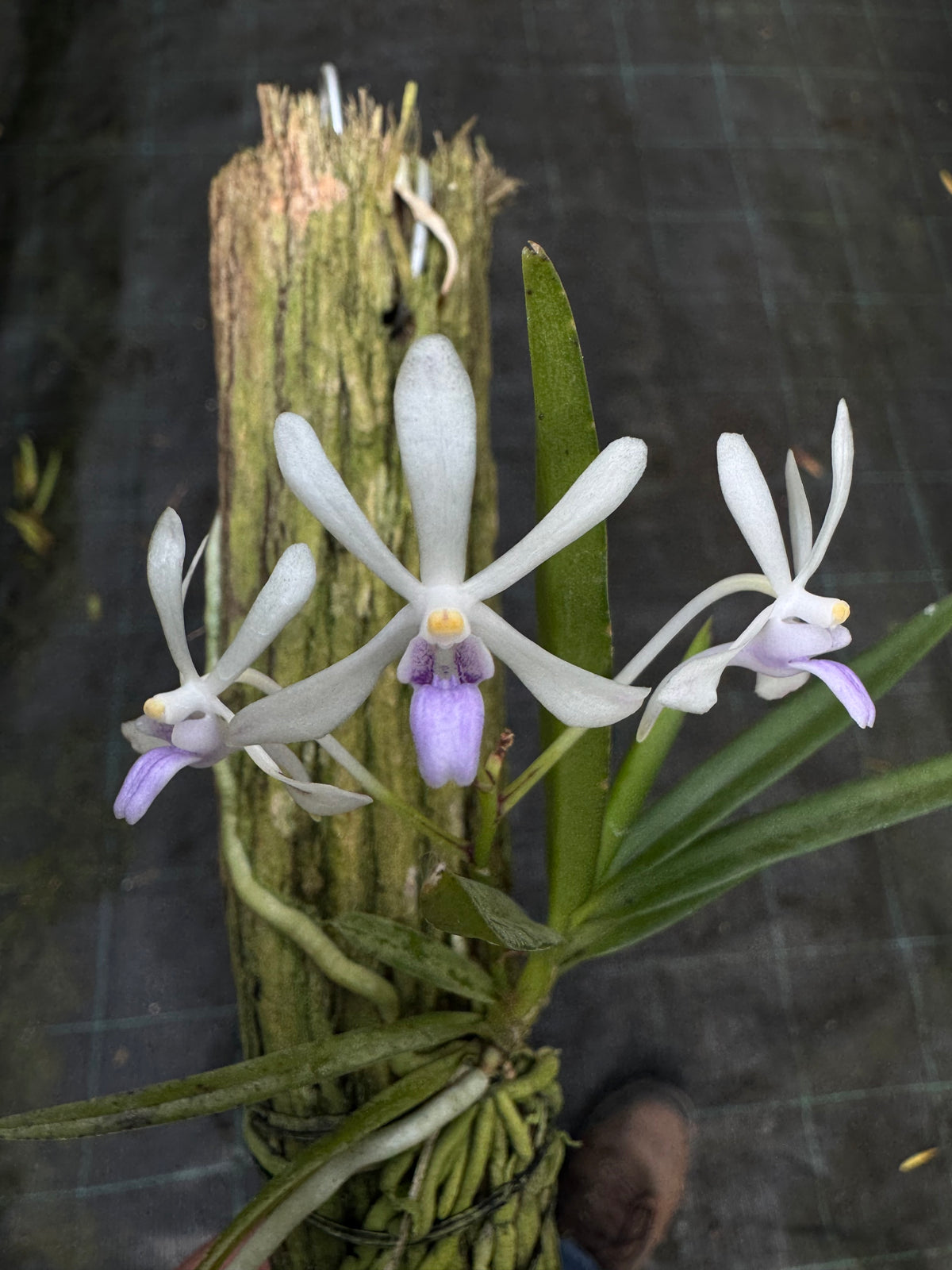 Vanda Su-Fran-Mari | Afri Orchids