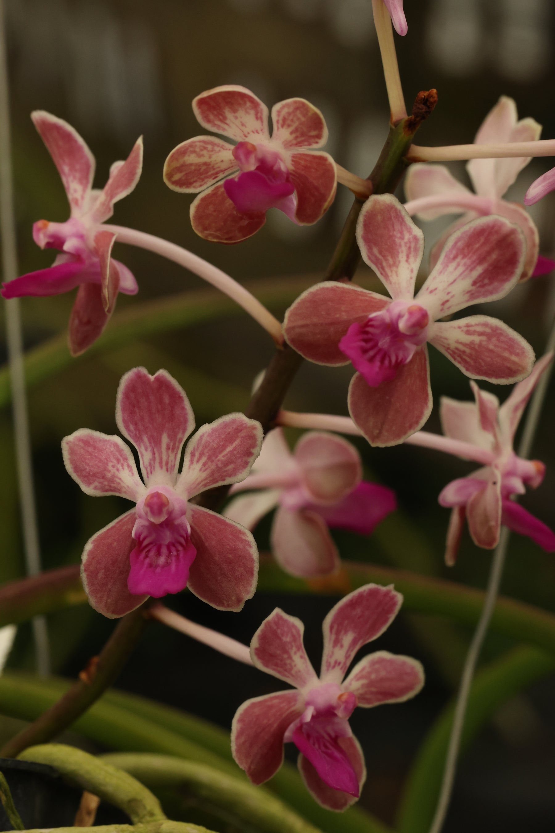 Vanda collection | Afri Orchids