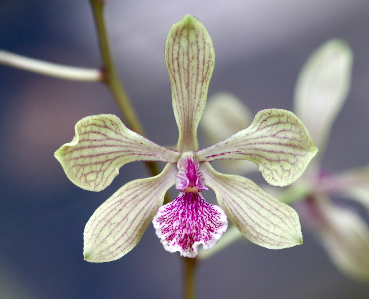 Encyclia Talisker Bay | Afri Orchids
