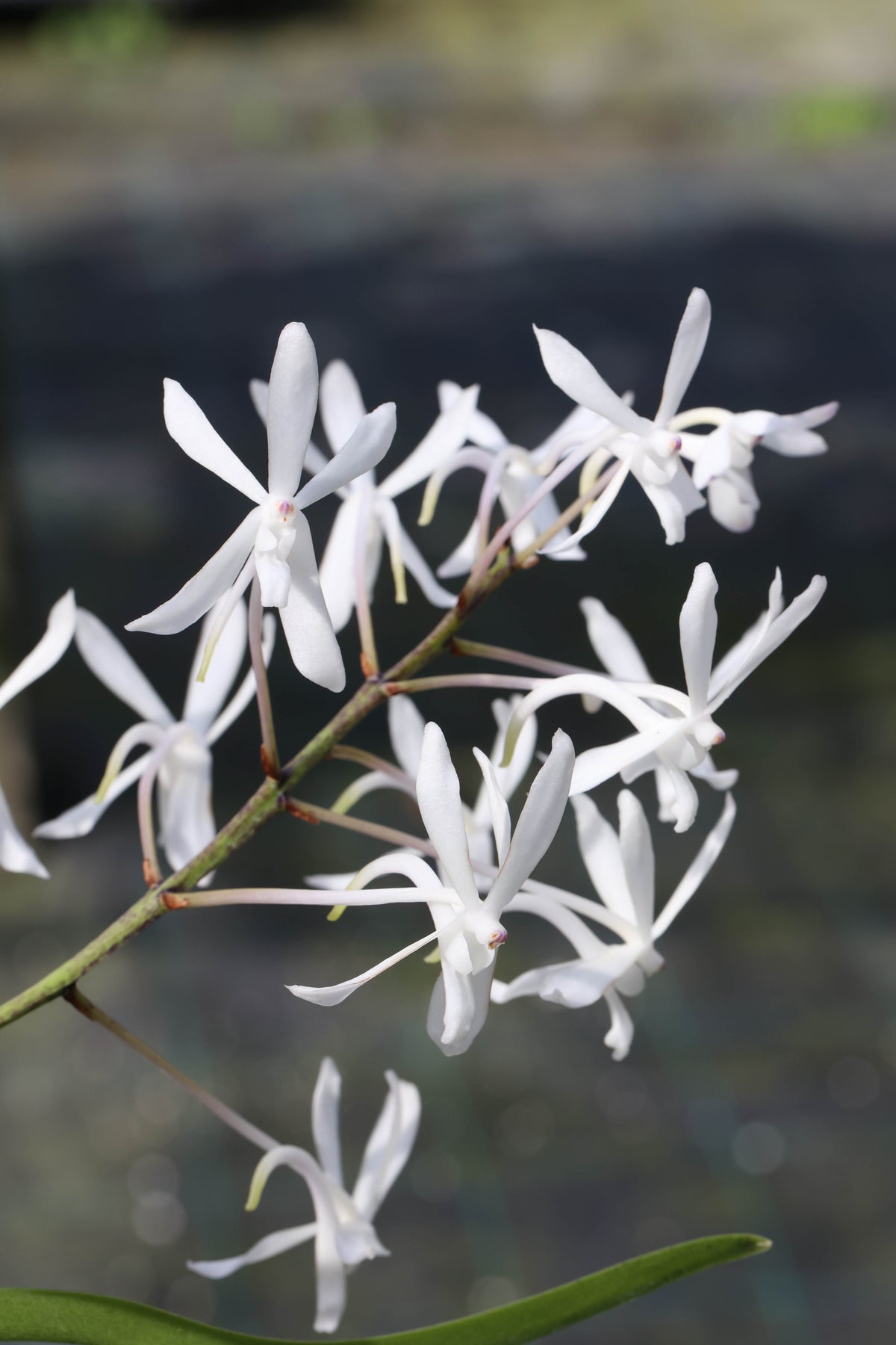 Neostylis Lou Sneary White (Vandachostylis) | Afri Orchids