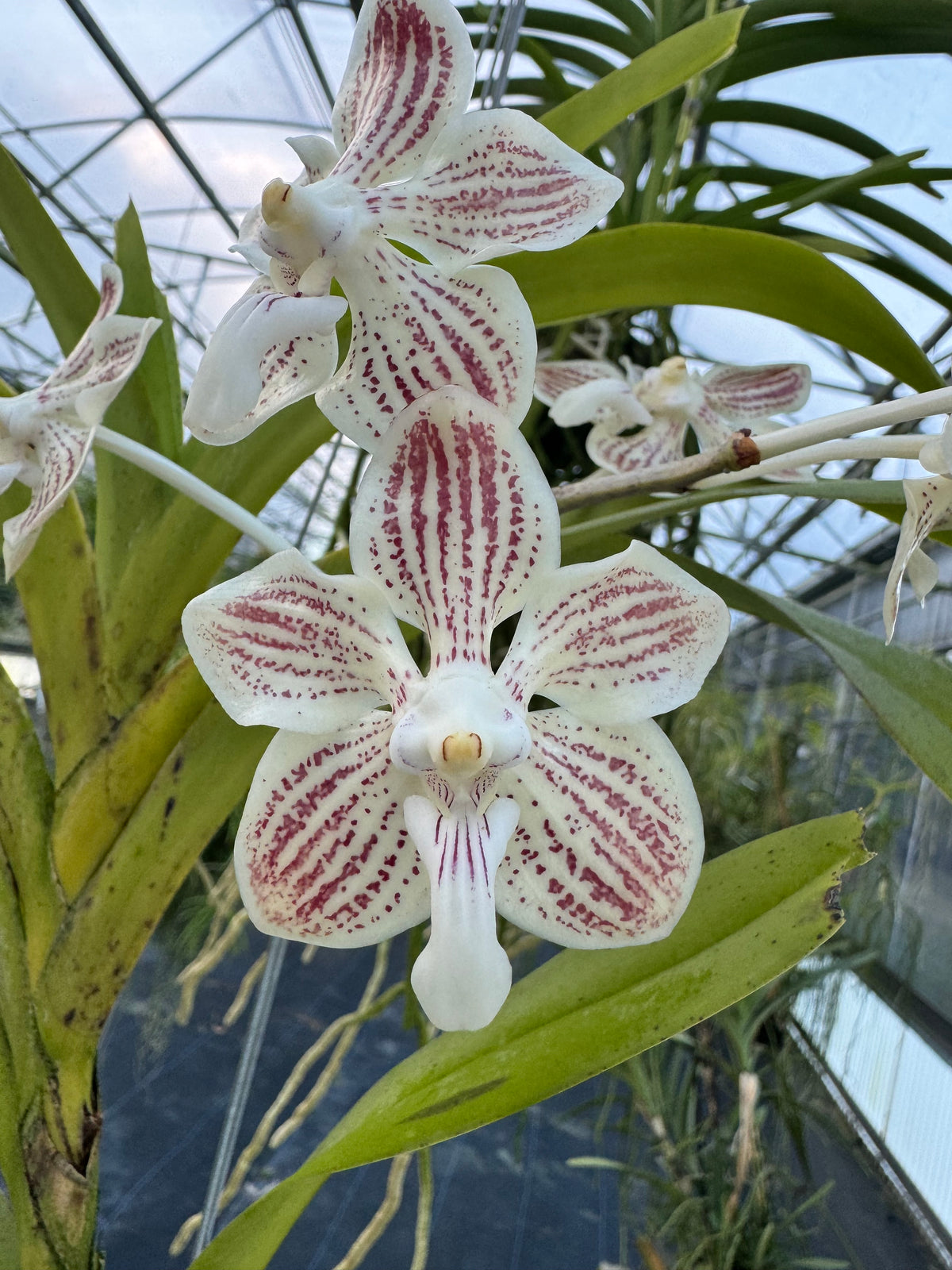 Vanda jennae | Afri Orchids