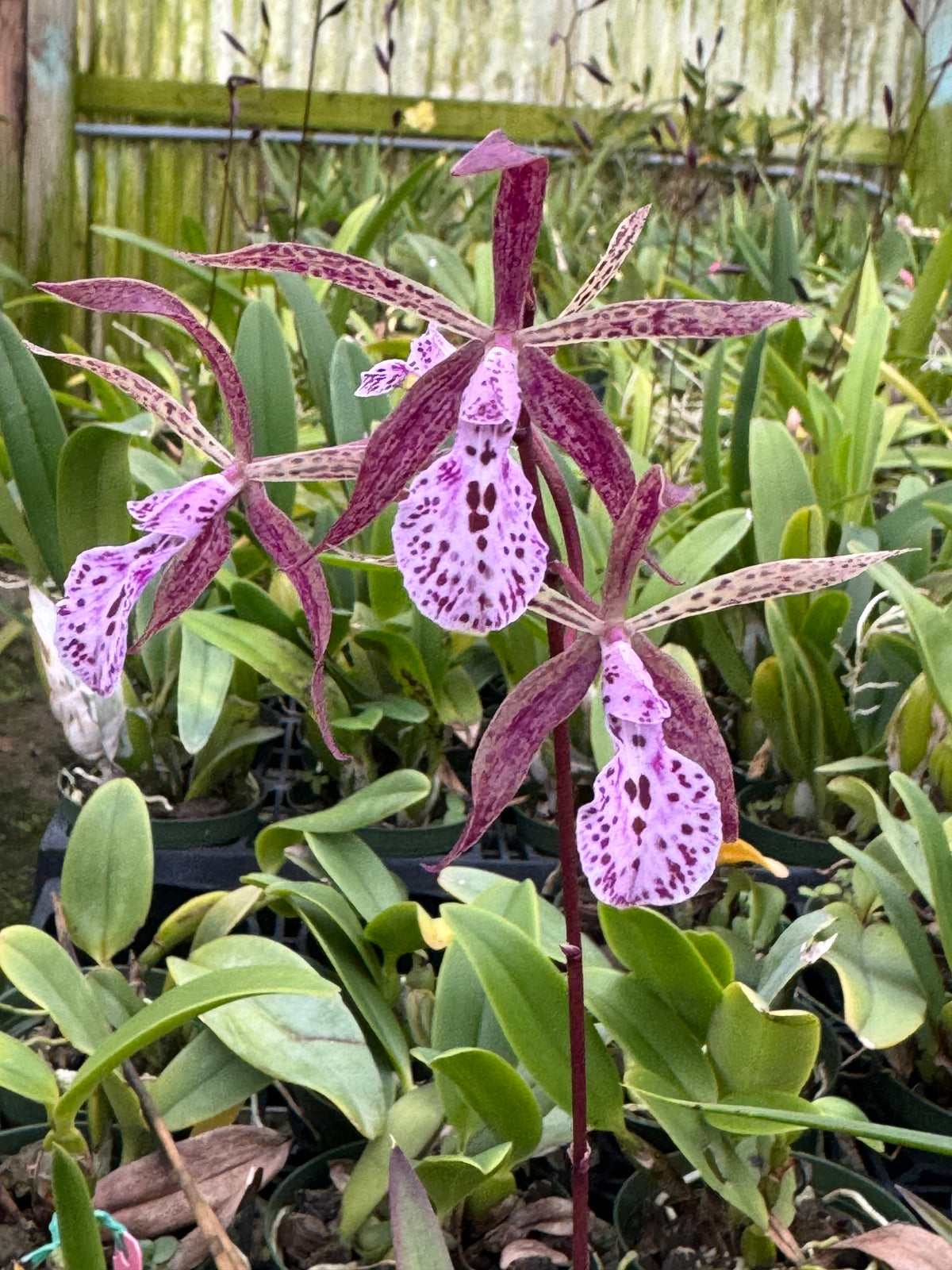 Encyvola David McBean | Afri Orchids