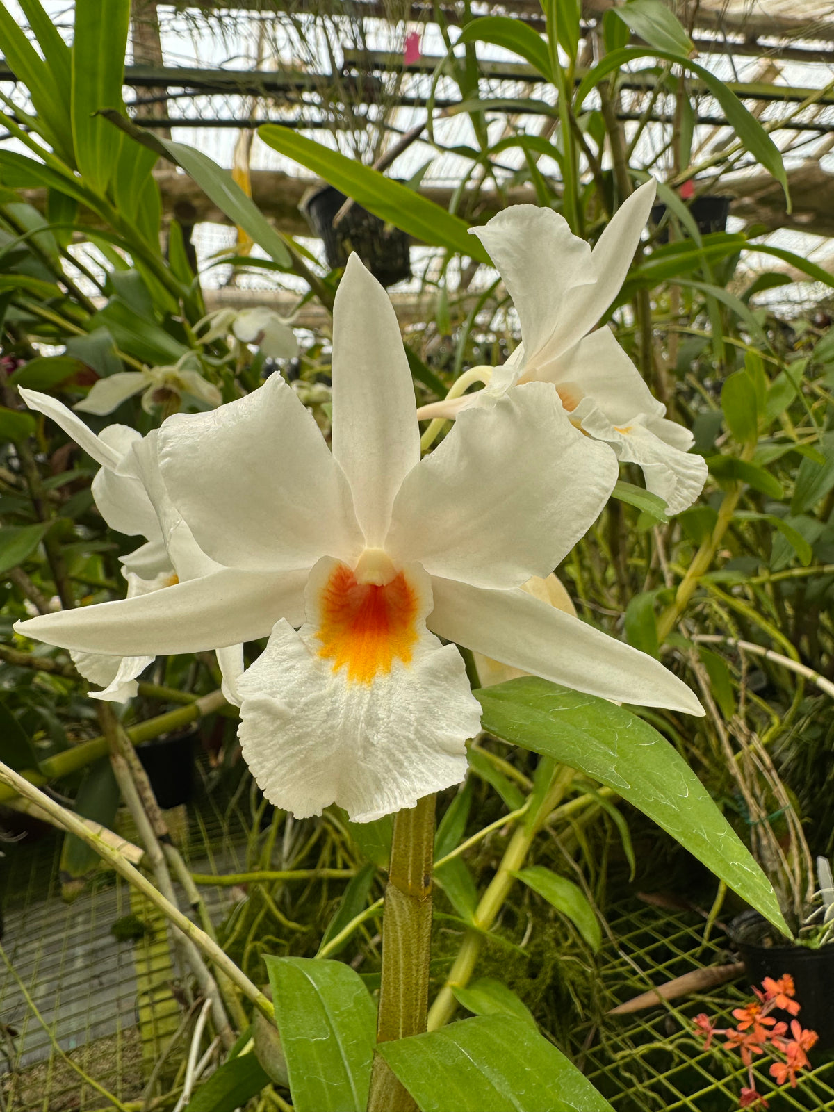Dendrobium China Lily | Afri Orchids