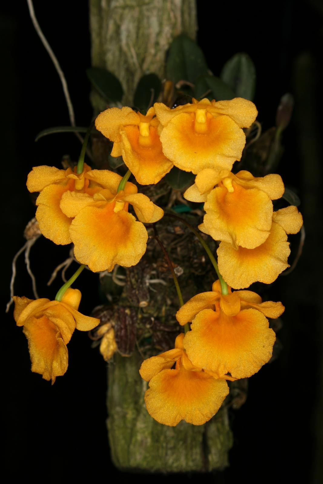 Dendrobium jenkensii | Afri Orchids