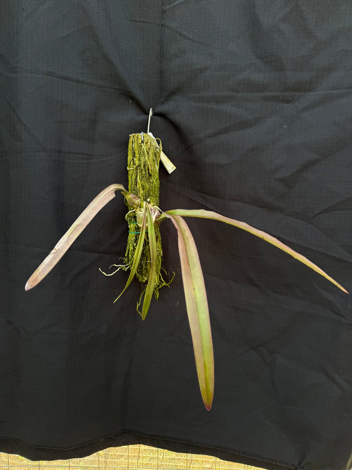 Encyclia Kruger Dusk | Afri Orchids