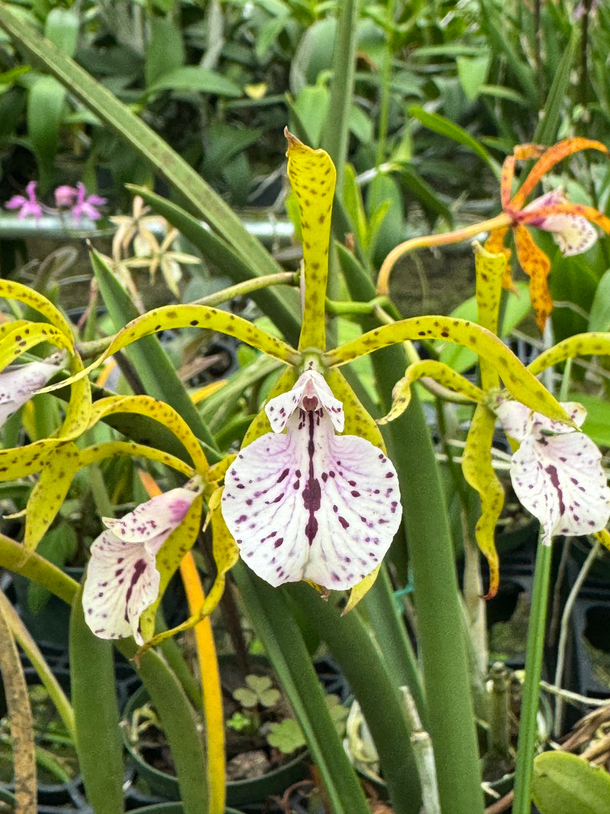 Encyvola David McBean | Afri Orchids