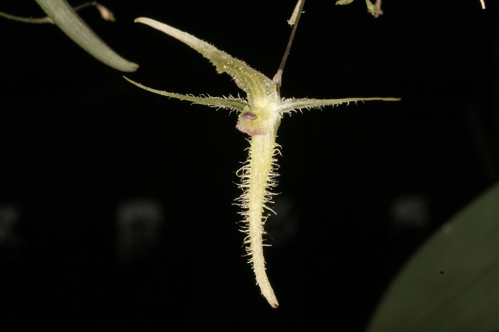 Pleurothallis (Andinia) schizopogon | Afri Orchids