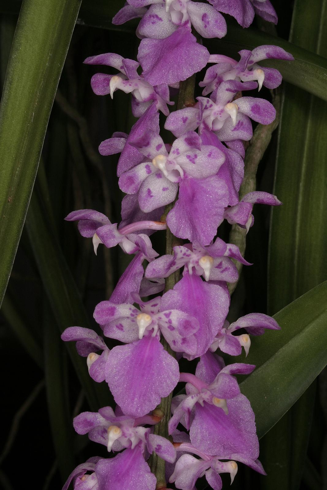 Aerides rosea | Afri Orchids
