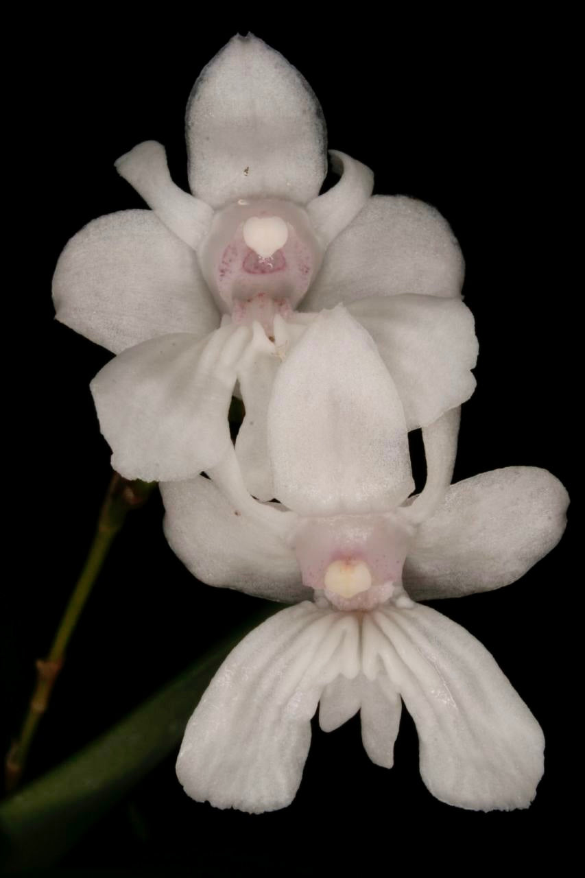 Dendrobium aberrans | Afri Orchids