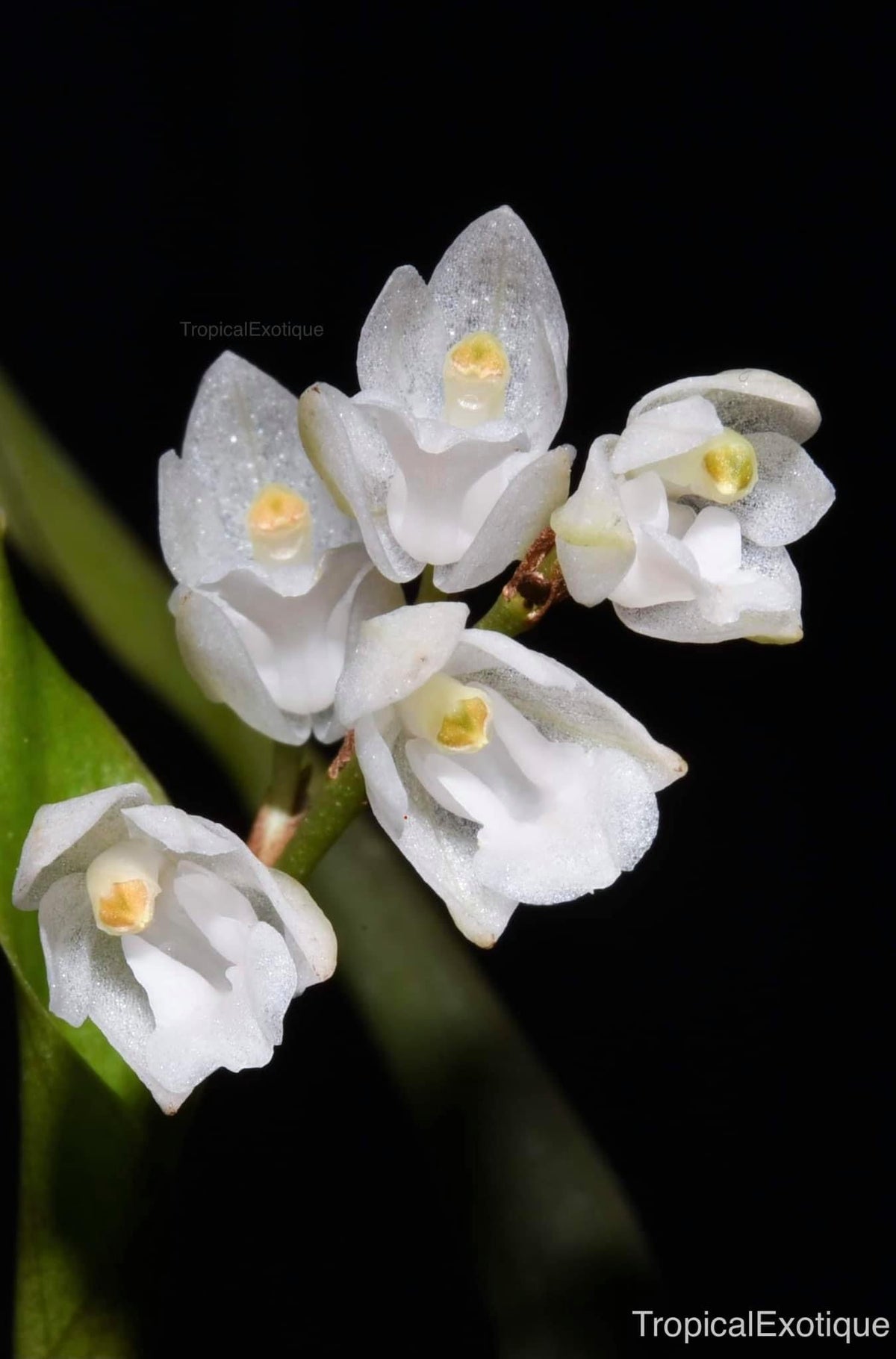 Pholidota roseans | Afri Orchids