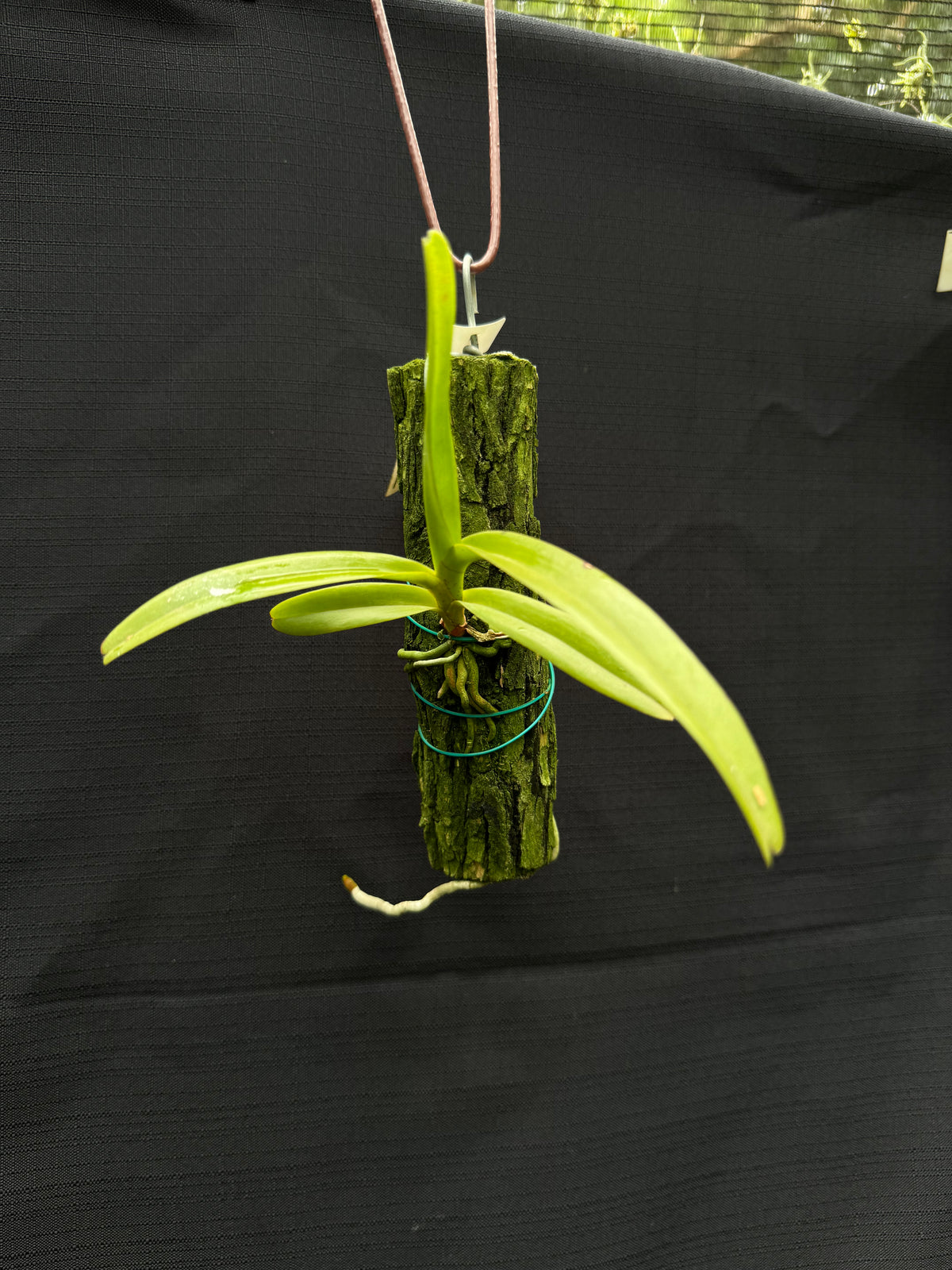 Aerides rosea | Afri Orchids