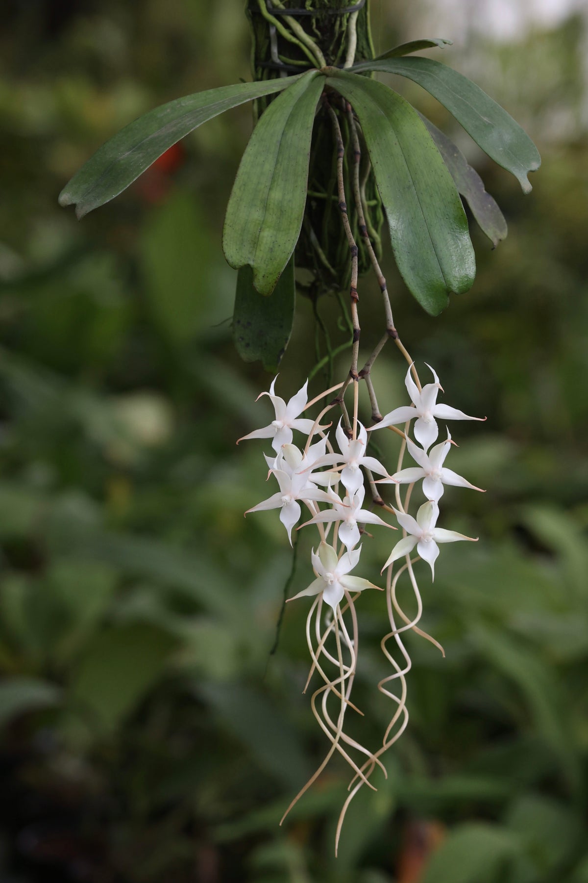 Aerangis splendida | Afri Orchids