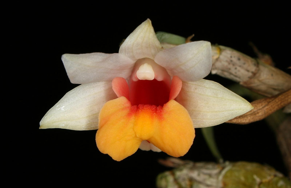 Dendrobium bellatulum | Afri Orchids