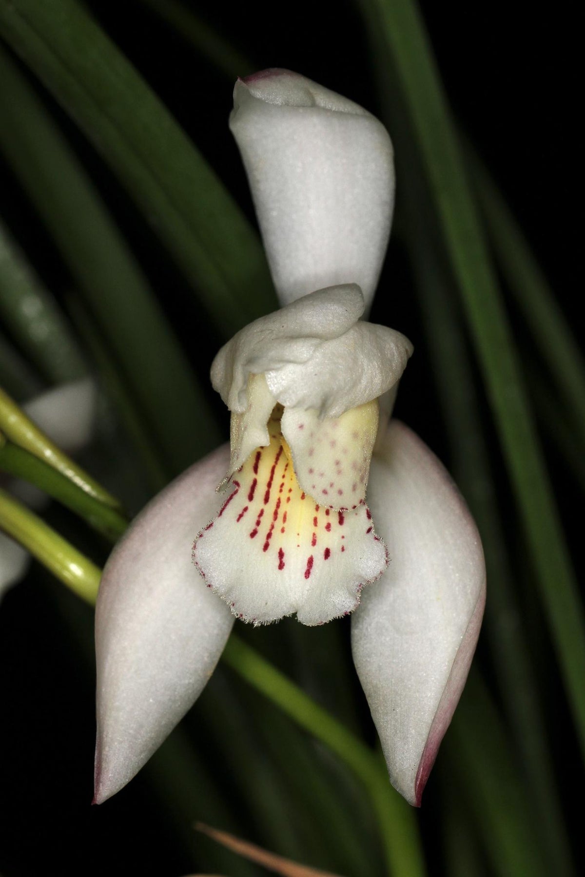 Cymbidium wenshanense 'Spitskop' AM/SAOC x self | Afri Orchids