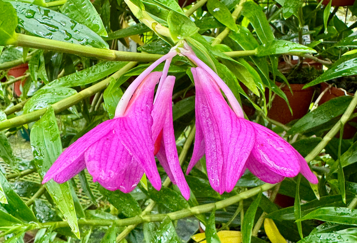 Dendrobium Kruger Berries | Afri Orchids