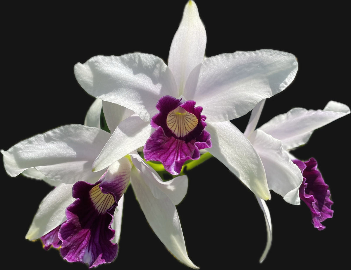 Cattleya purpurata roxo-violeta x sib | Afri Orchids