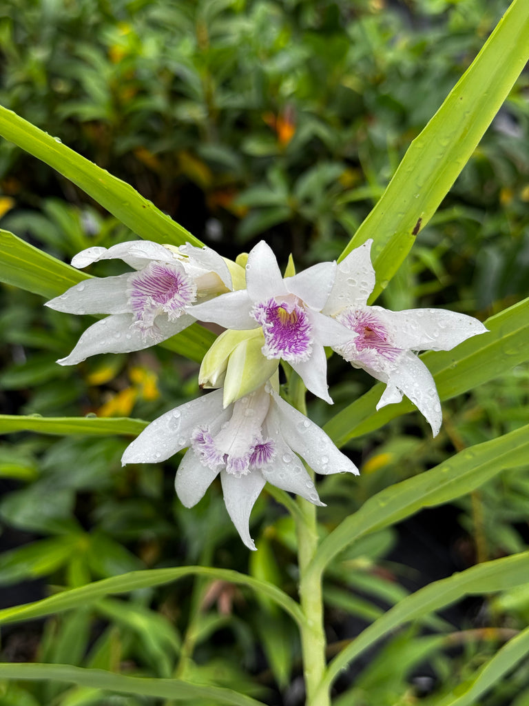 Thunia bracteata | Afri Orchids