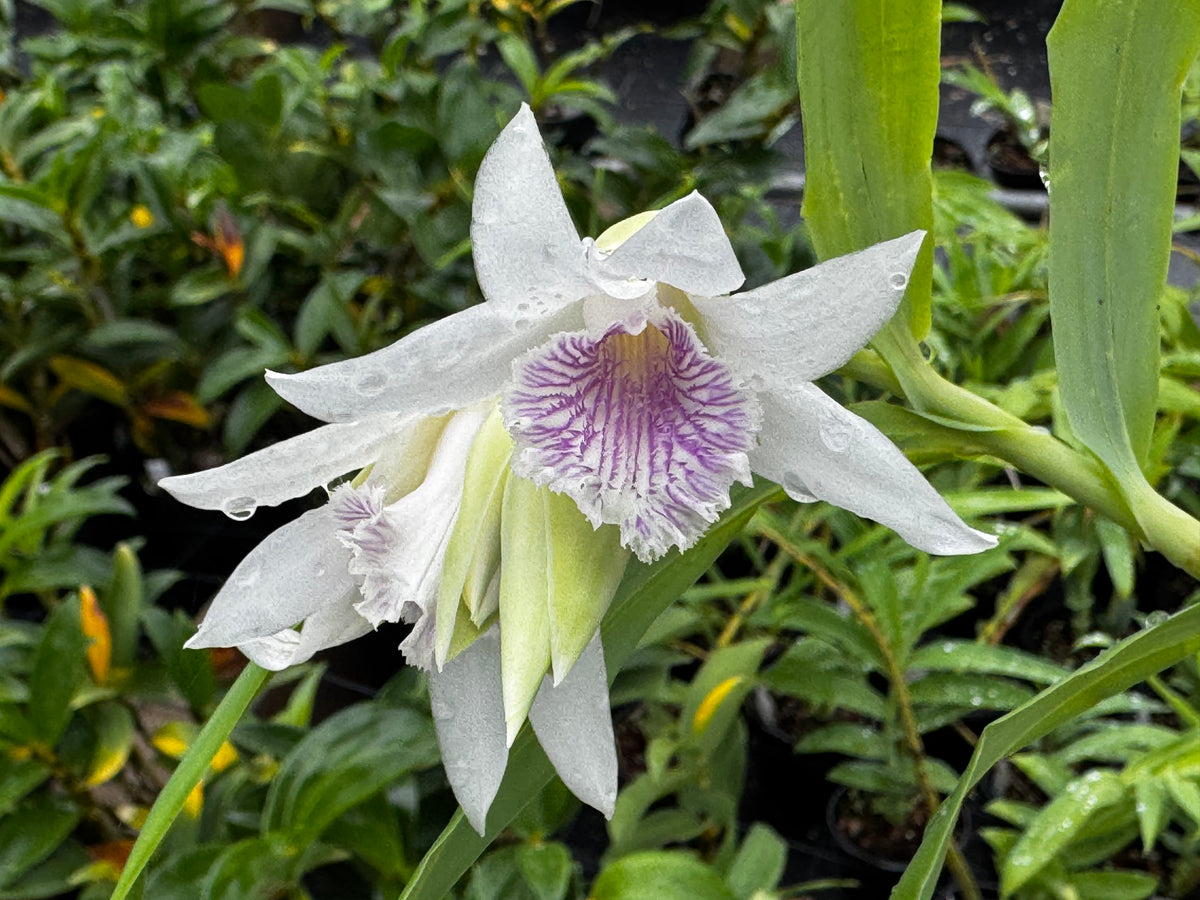 Thunia bracteata | Afri Orchids
