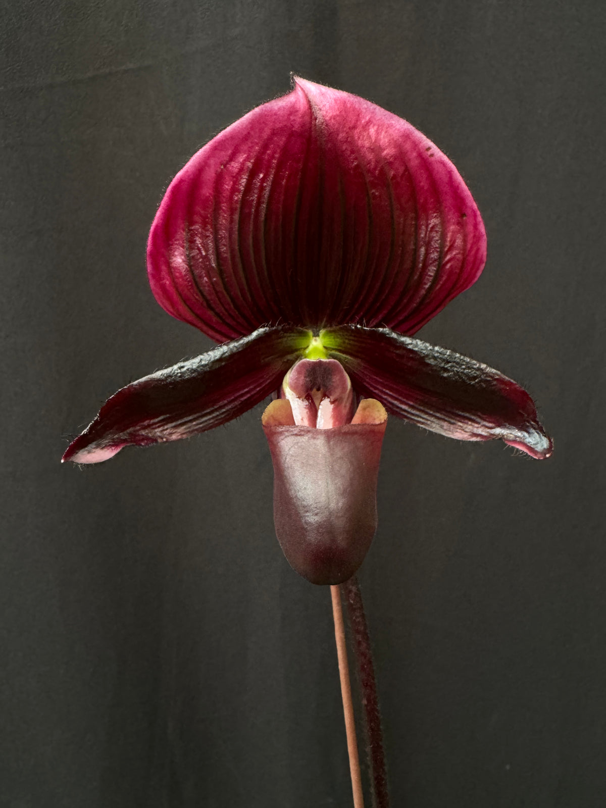 Paphiopedilum Hung Sheng Red Apple x Hsinying Love 009 | Afri Orchids