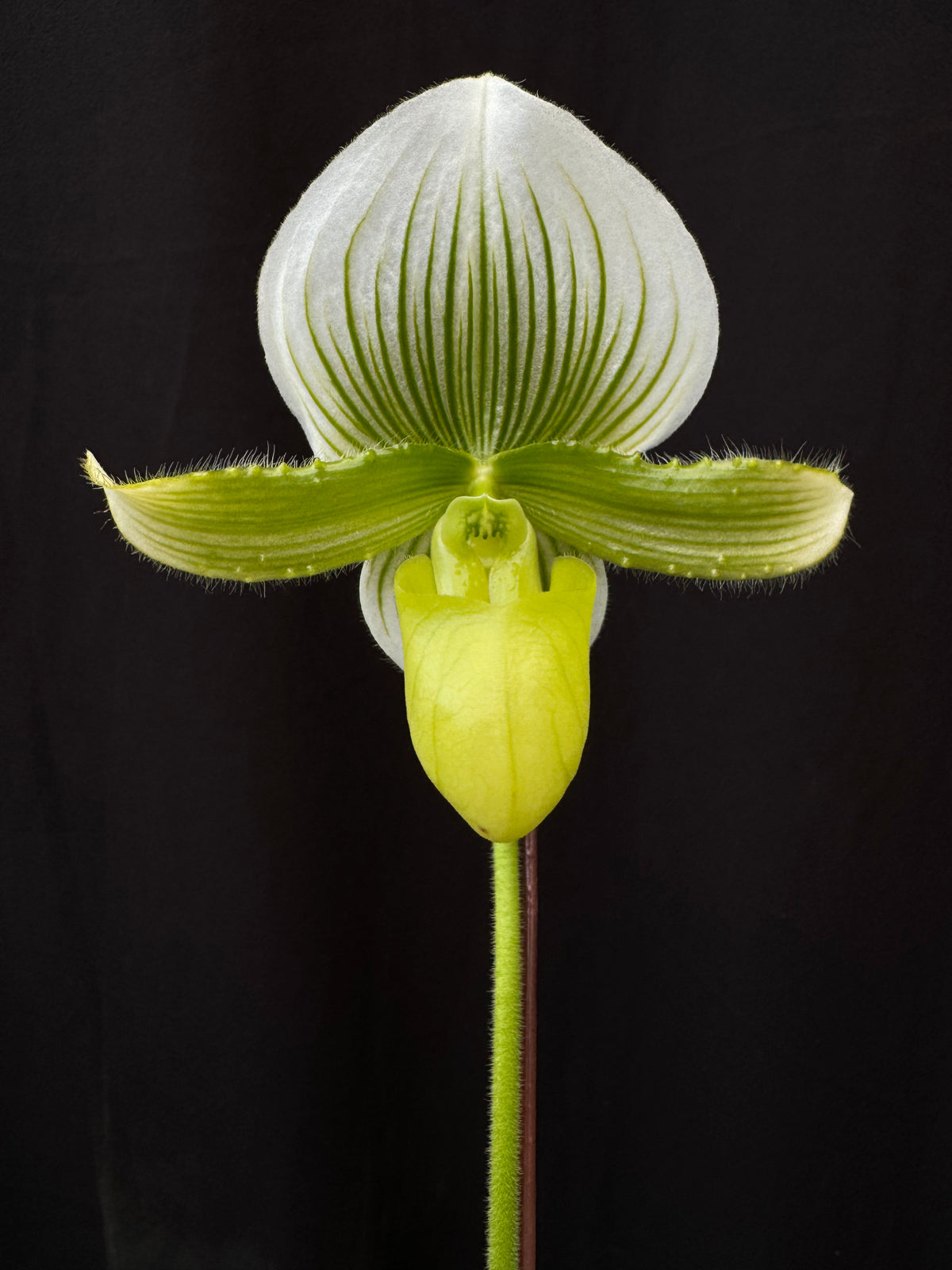 Paphiopedilum Shun-Fa Alex x Hilo Key Lime | Afri Orchids