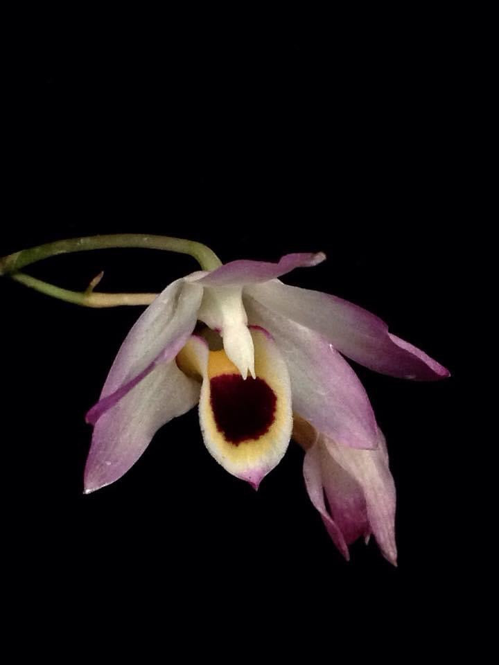 Dendrobium shixingense | Afri Orchids
