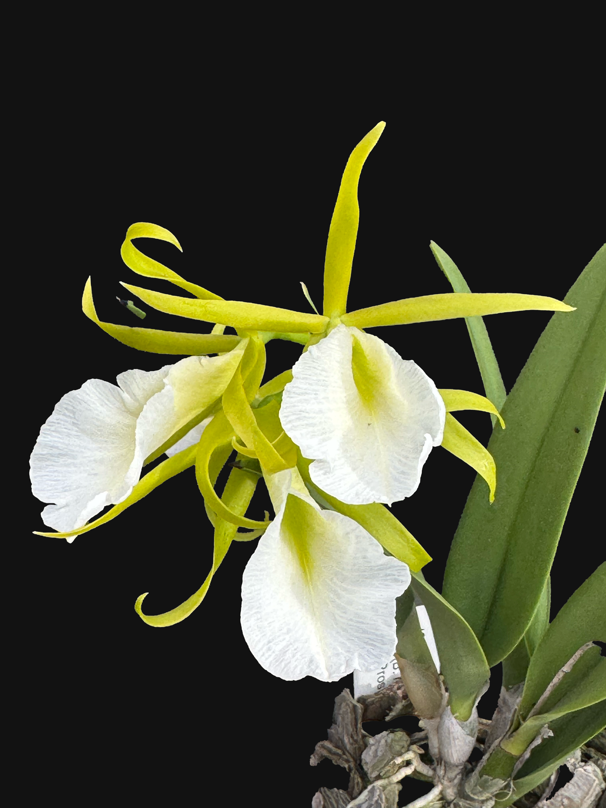 Prosavola Alex Hawkes | Afri Orchids