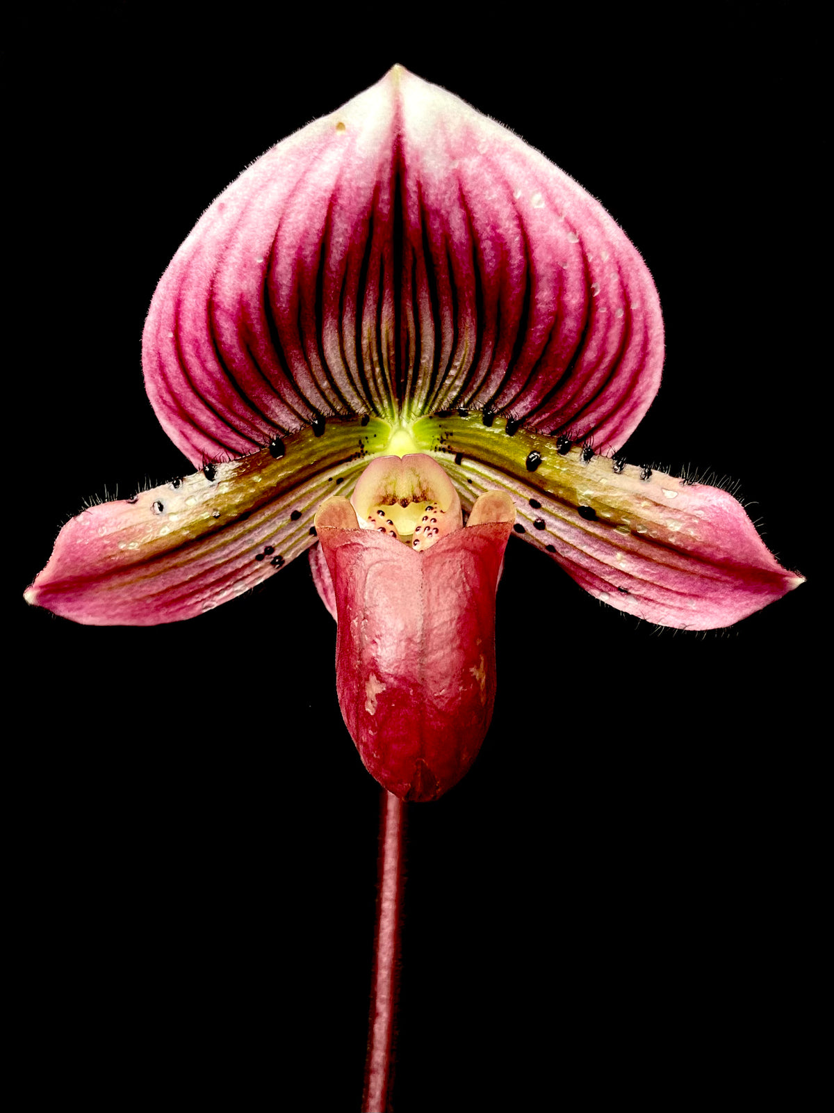 Paphiopedilum Shin-Yi Heart x (Hung Sheng Bay x Hung Sheng Sea) | Afri ...