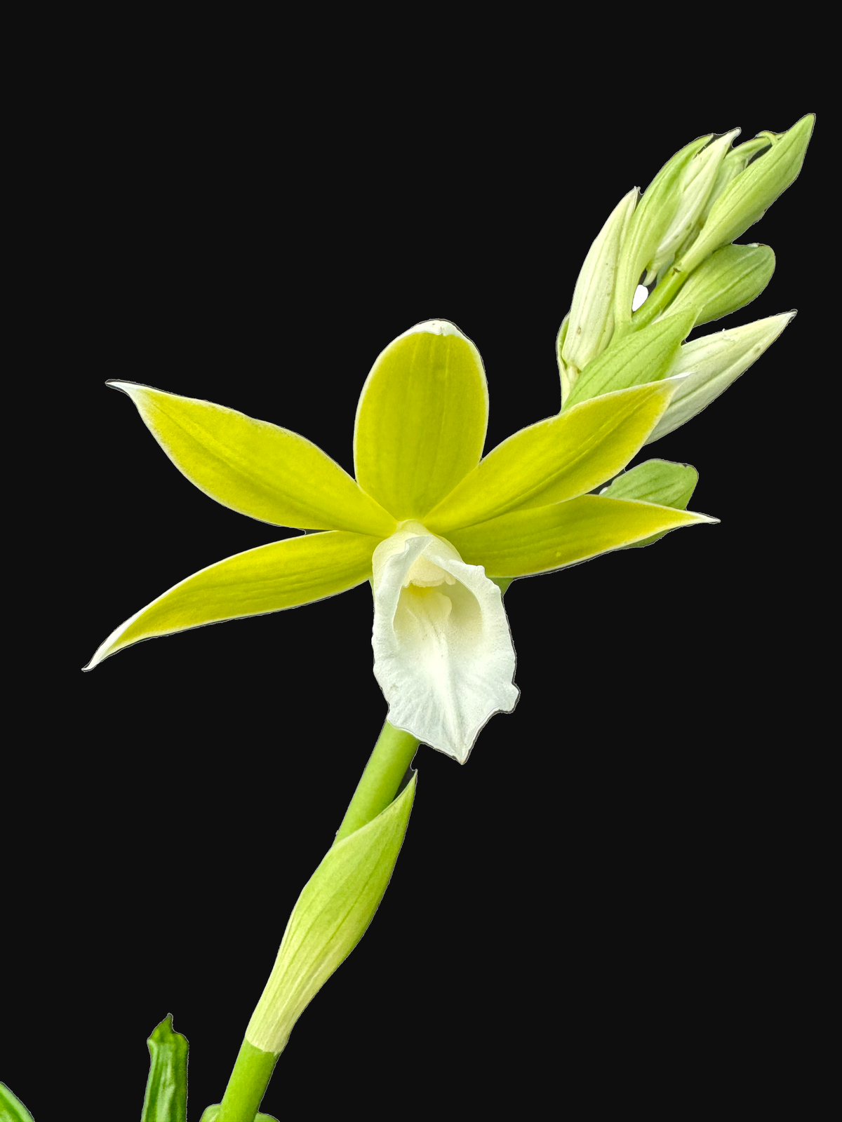 Phaius tankervilleae alba | Afri Orchids