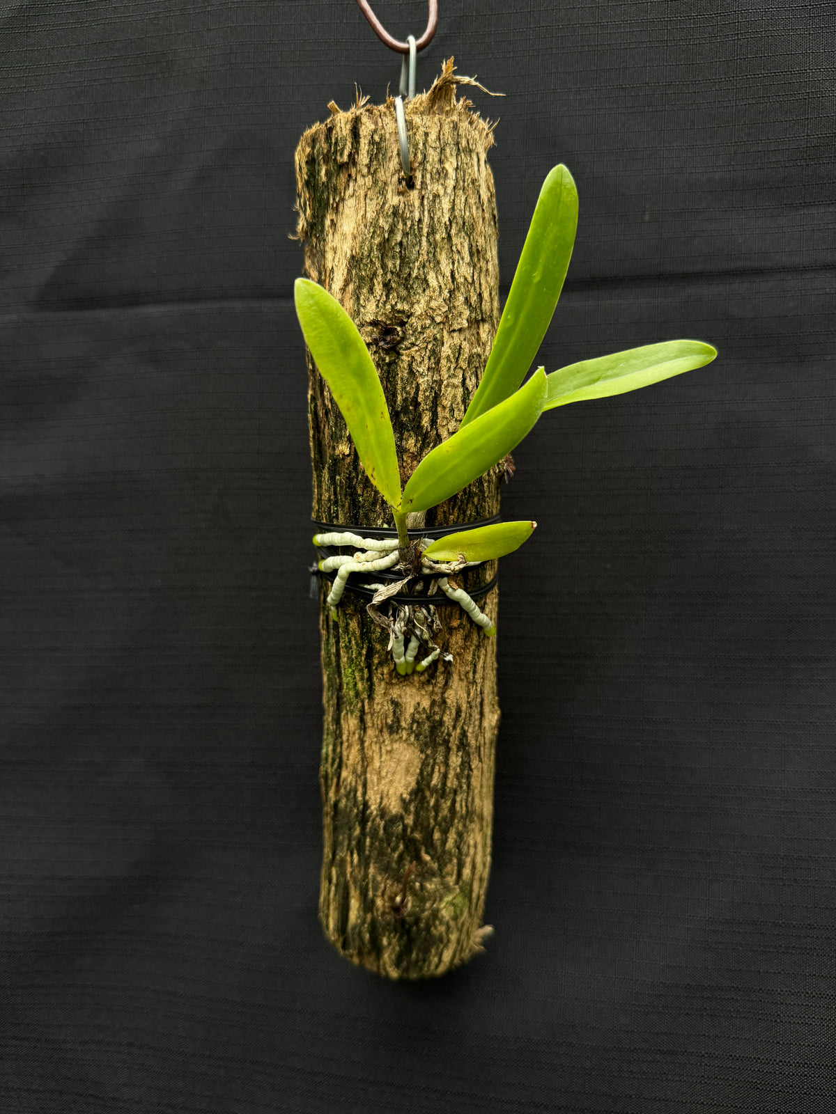 Broughtonia sanguinea x Guaricattonia Gretchen Garriques | Afri Orchids