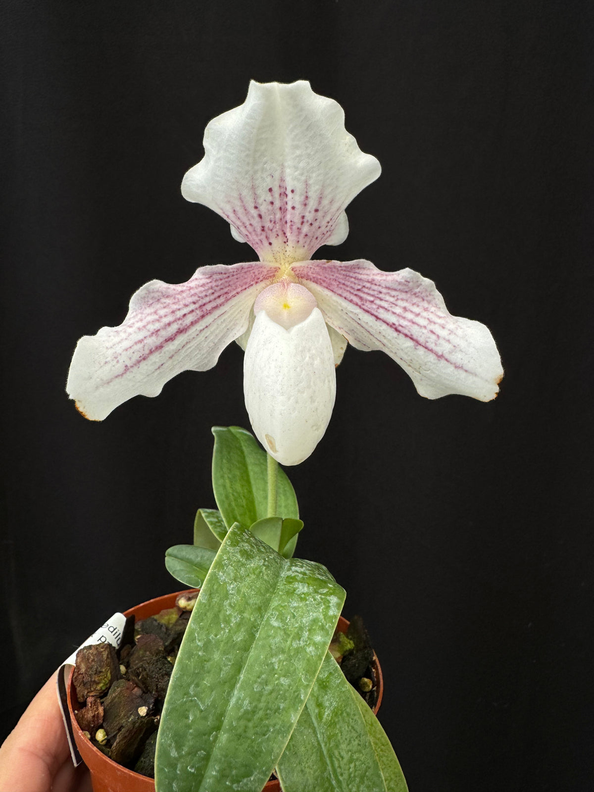 Paphiopedilum (niveum x papilio-laoticus) | Afri Orchids