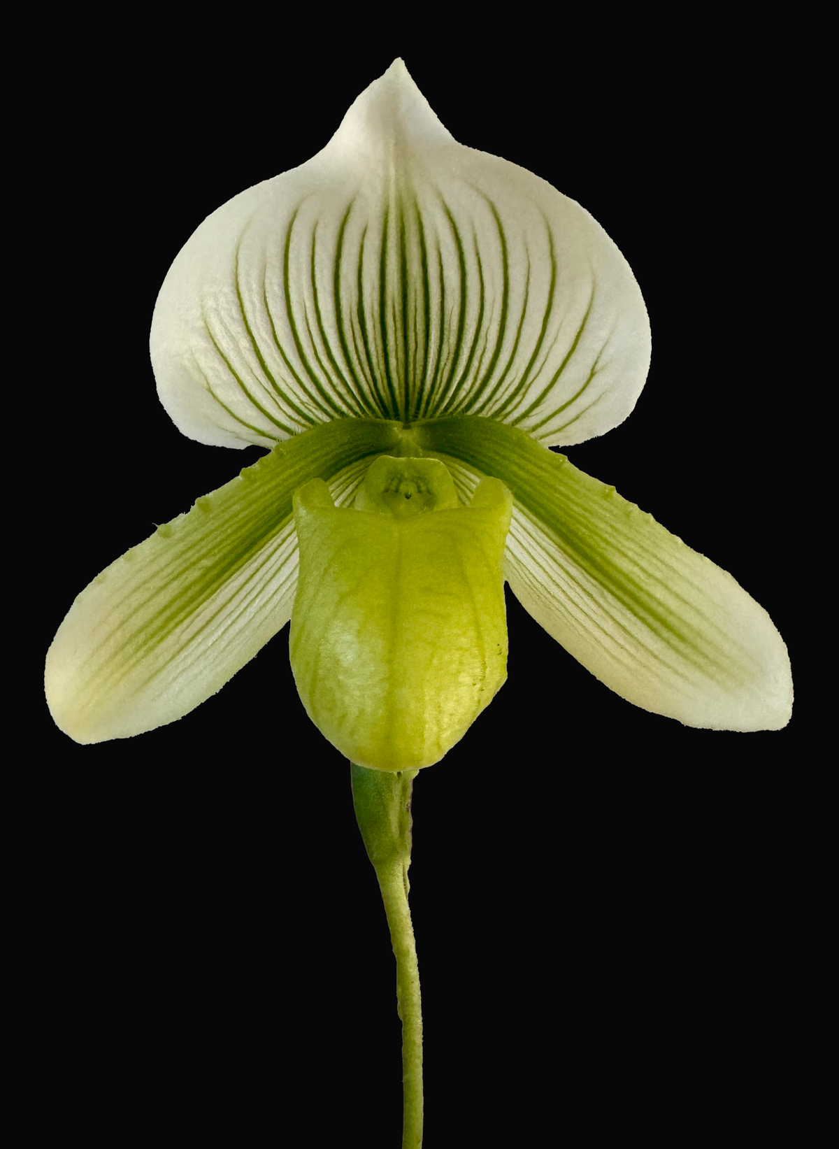 Paphiopedilum Yung Jia Century x Hung Sheng Jewel | Afri Orchids