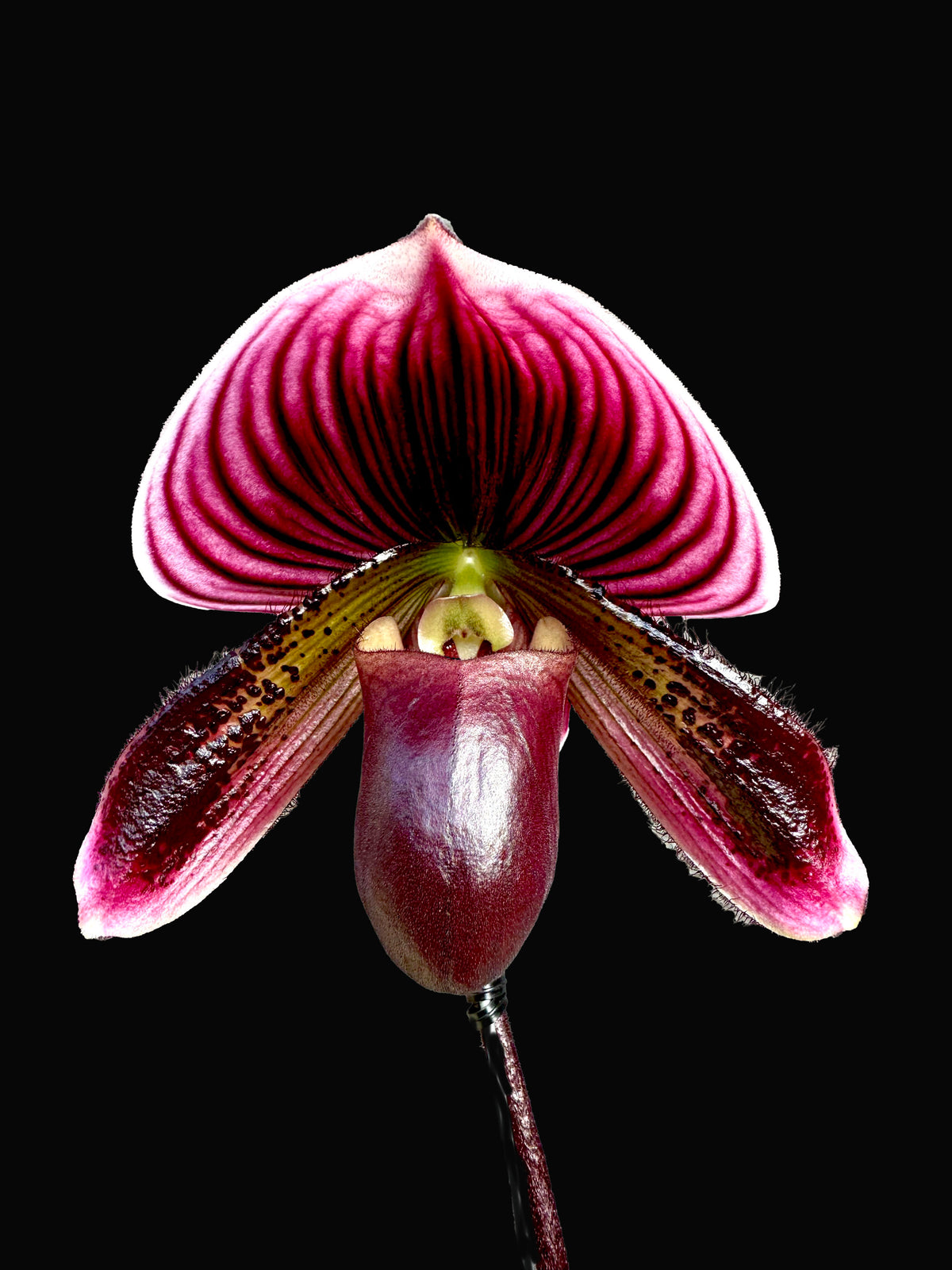 Paphiopedilum Hung Sheng Red Apple x Hung Sheng Dream | Afri Orchids