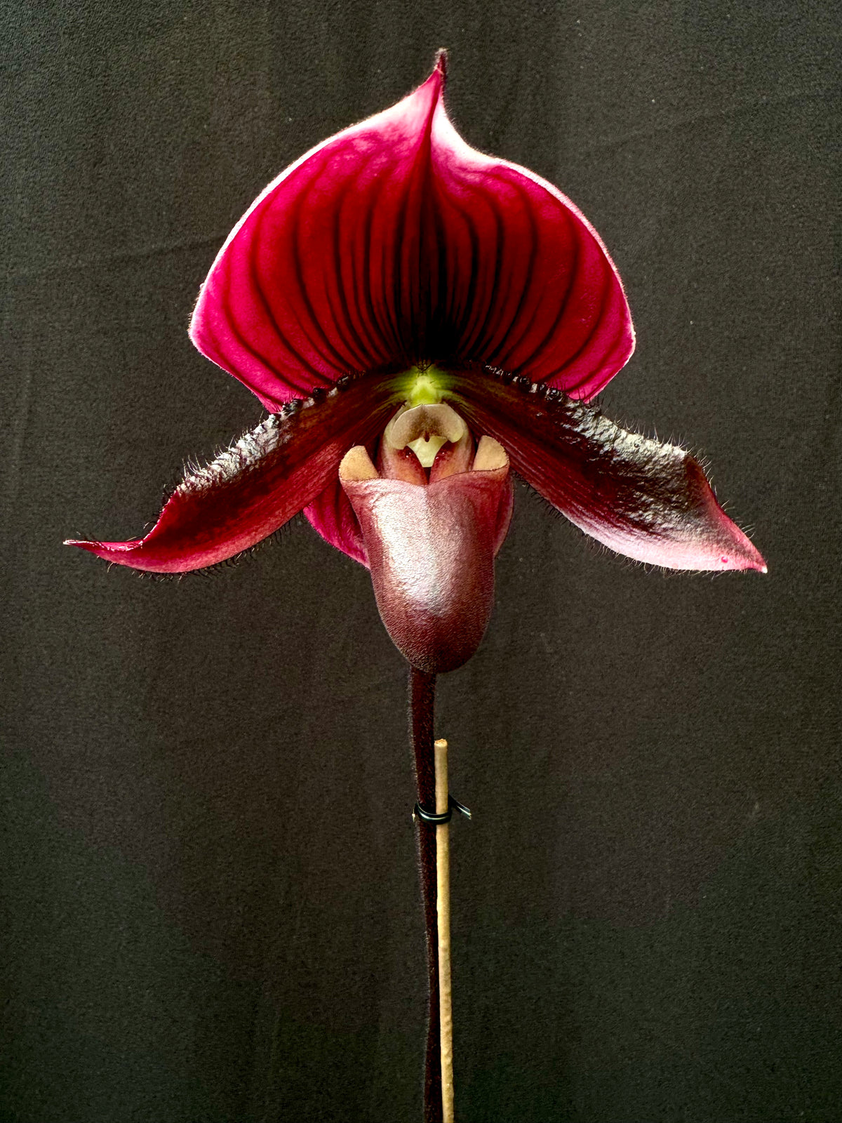 Paphiopedilum Hung Sheng Red Apple x Hsinying Love | Afri Orchids