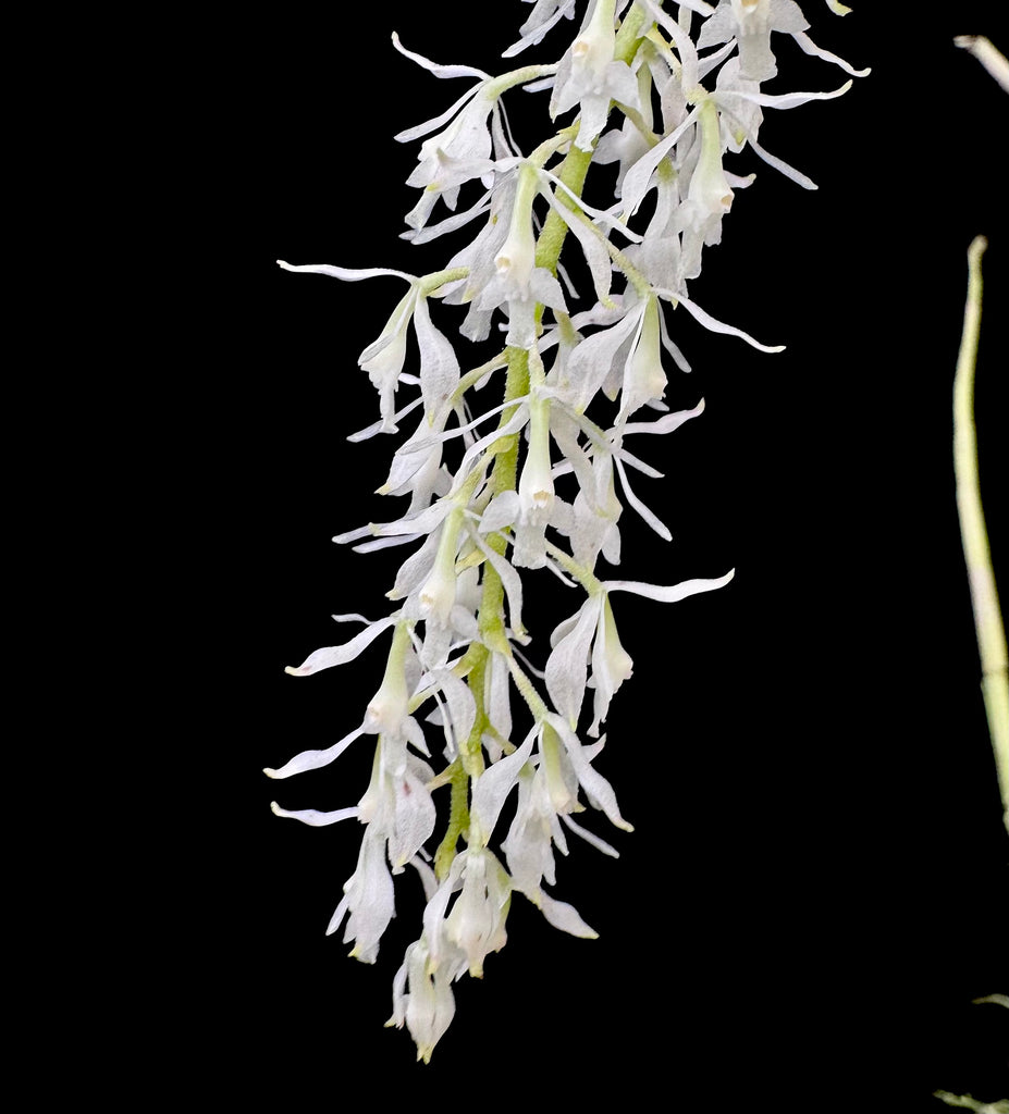 Epidendrum purum | Afri Orchids
