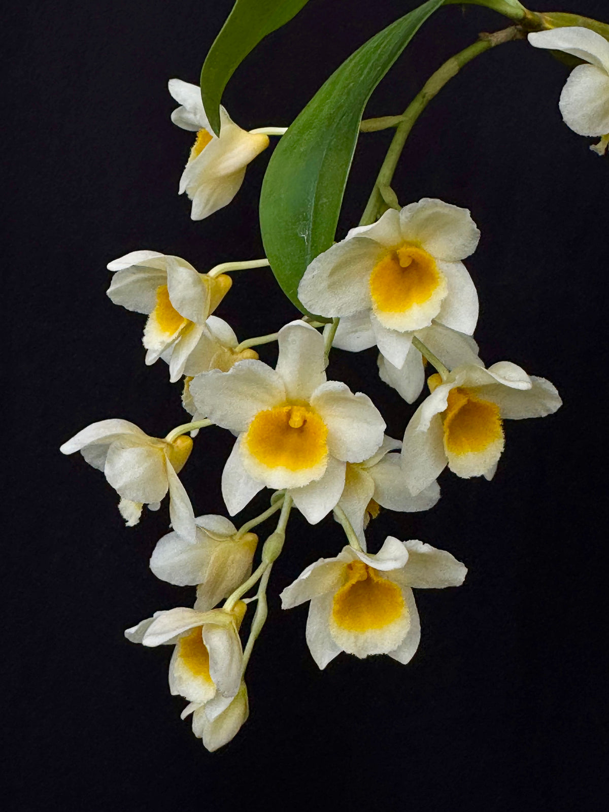 Dendrobium Kruger Lemon Drop | Afri Orchids